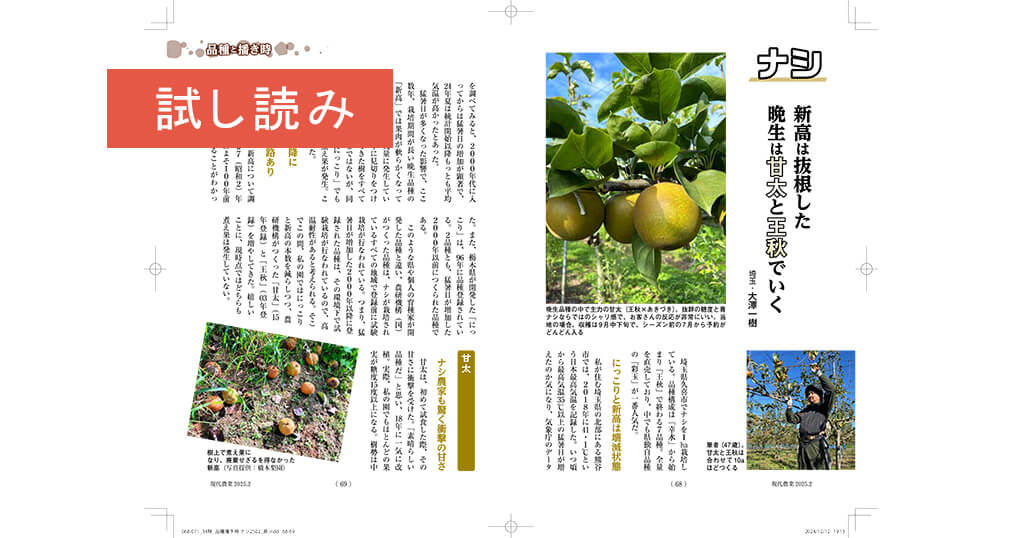 【激夏が常態化 ナシ品種を見直す】新高は抜根した 晩生は甘太と王秋でいく - 現代農業WEB